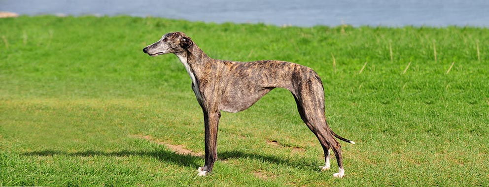 Galgo español