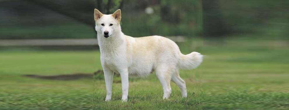 Conoce los perros primitivos como el Canaan dog, el Basenji, el Perro ...