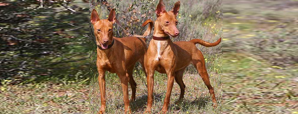 Podenco Andaluz - Canina Nacional ACCAM