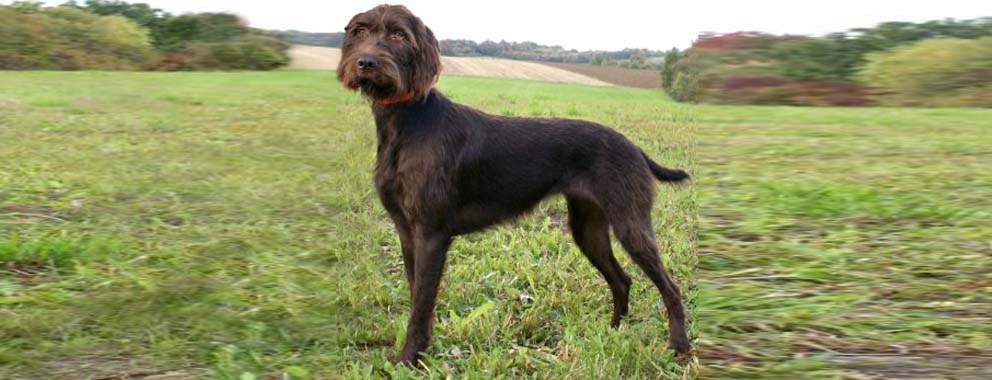 Son Pudelpointers Agresivos