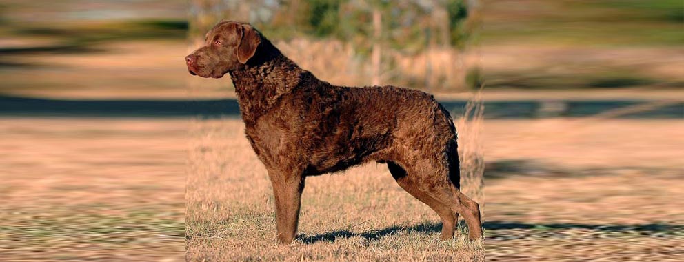Retriever de Chesapeake - Canina Nacional ACCAM