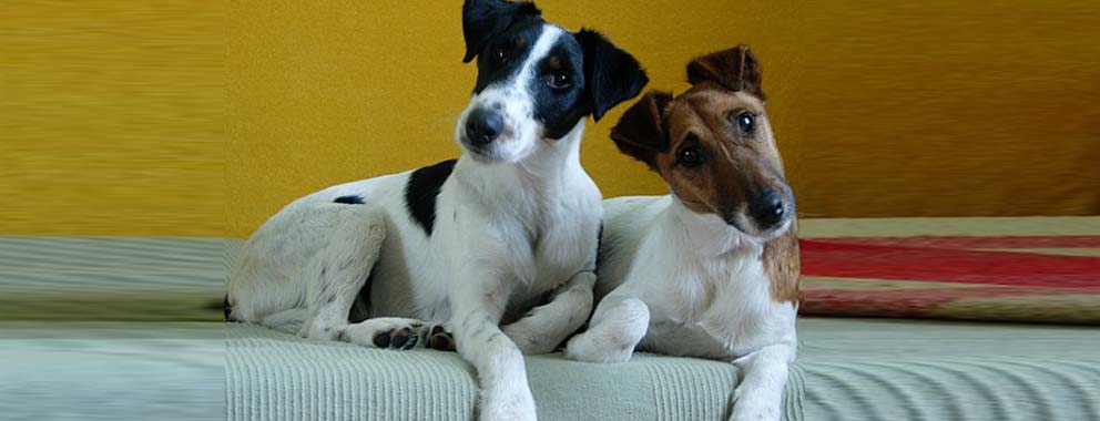 Fox Terrier Chileno