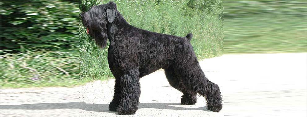 Terrier ruso negro - Canina Nacional ACCAM