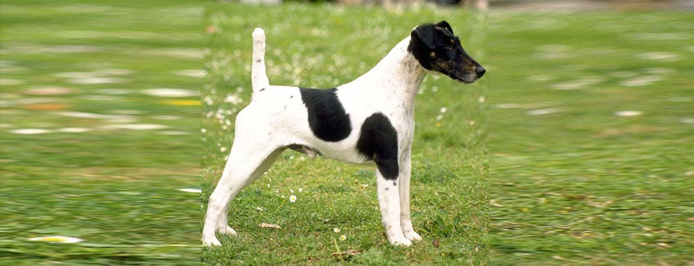 Fox terrier de pelo liso