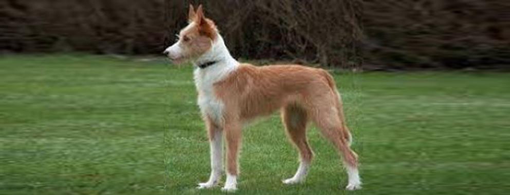 Podenco portugués