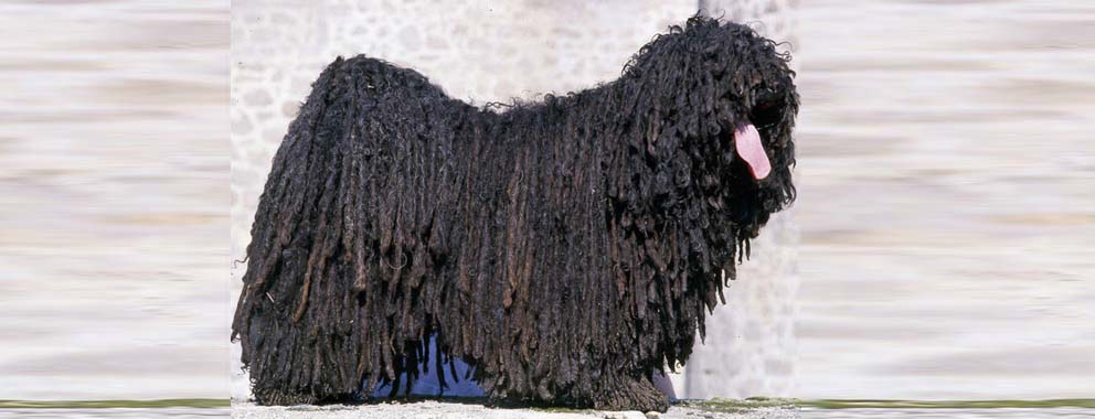 Estándar raza de Perro Puli - Canina Nacional ACCAM