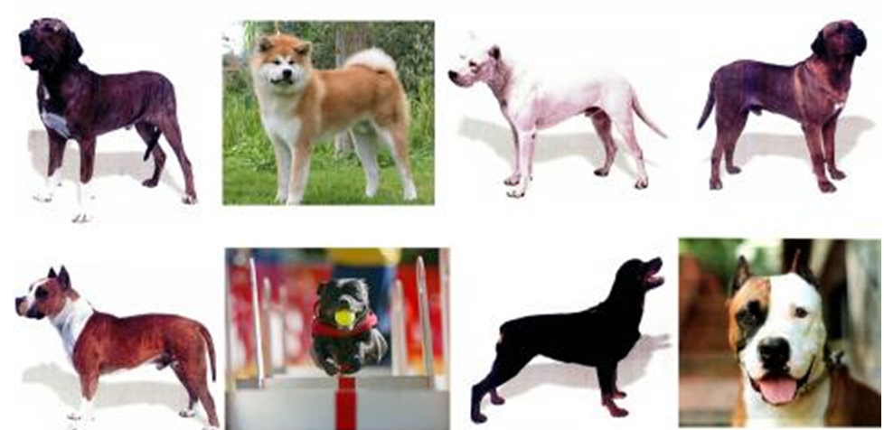 Modificación ley razas peligrosas PPP - Canina Nacional ACCAM