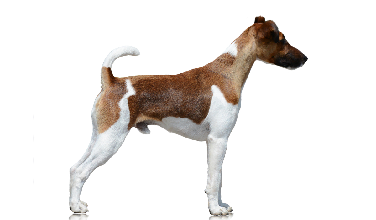 Estándar Fox terrier de pelo liso