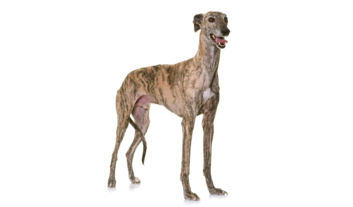 Estándar raza de perro Galgo español