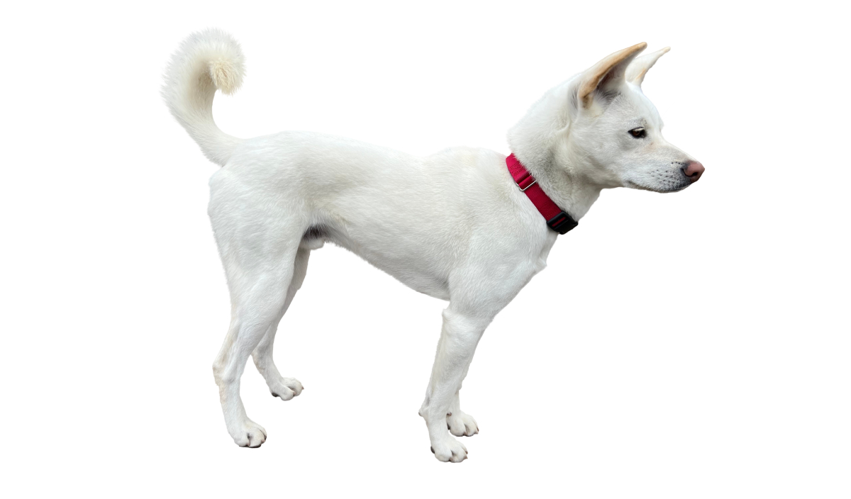Razas de perro con la inicial J | Asociación Canina ACCAM