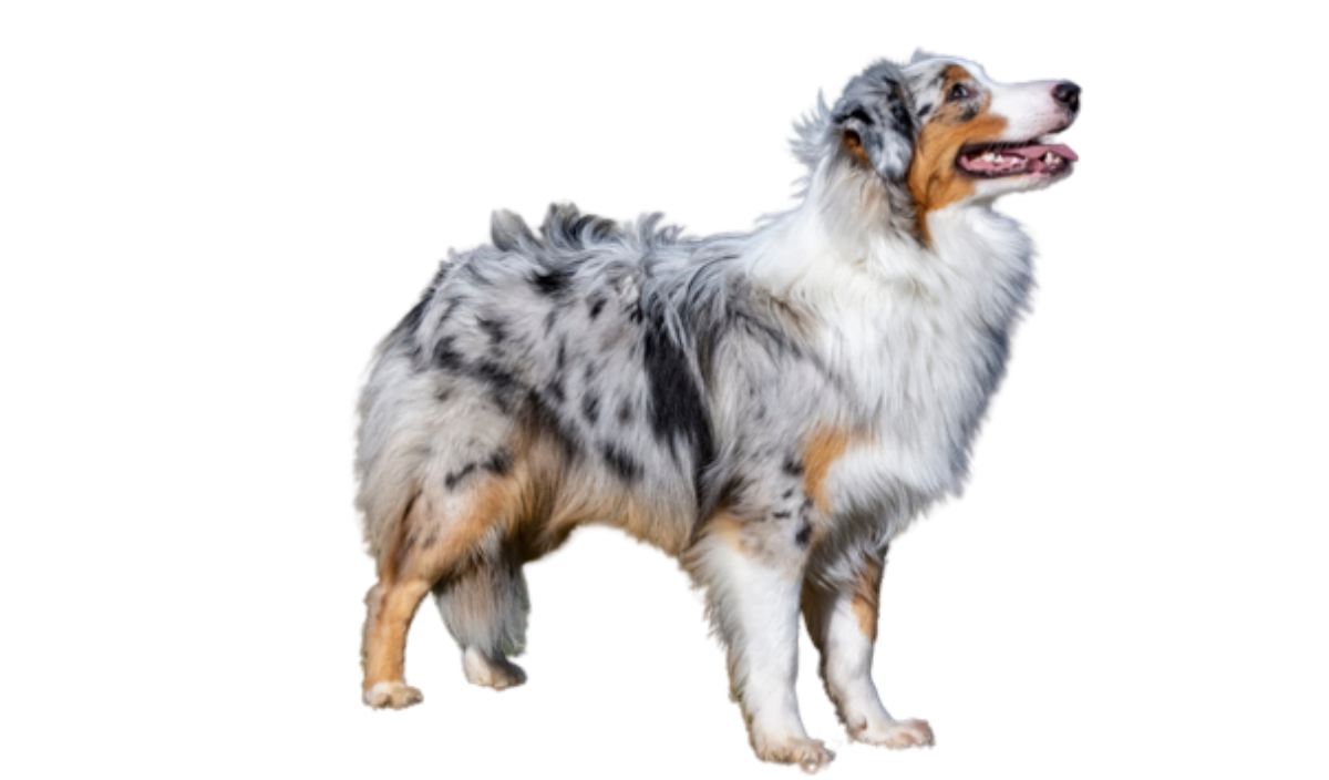 Perro Australiano Mirlo Rojo