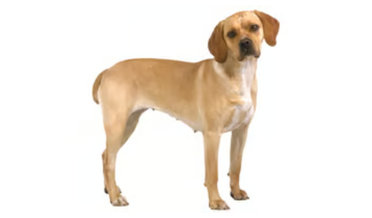 Estándar de la raza canina Perdiguero Portugués