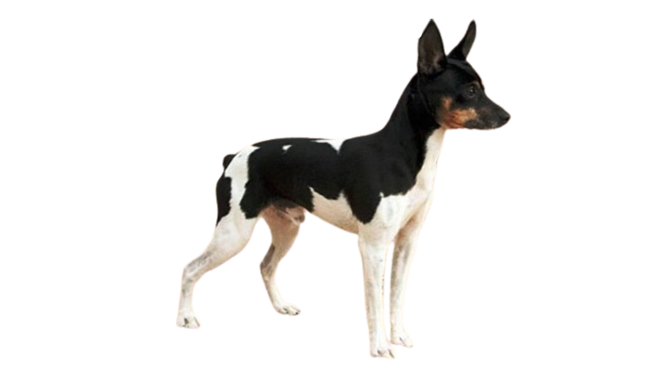 Estándar de la raza Ratonero Murciano