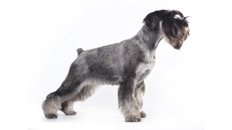 Schnauzer