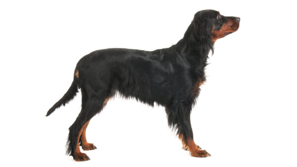 Setter Gordon Escocés