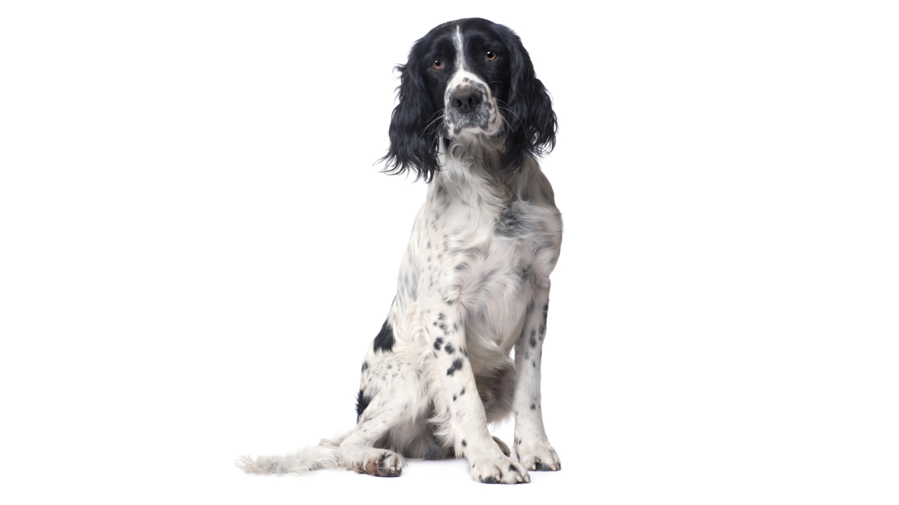 Springer Spaniel Inglés