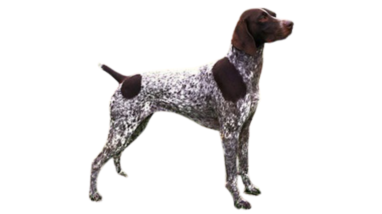 Estándar de la razaPerdiguero de Burgos